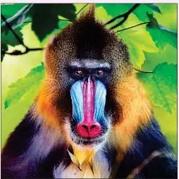 JUMBO TRIVIA - PressReader