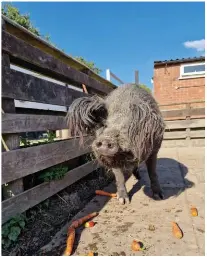 Animal sanctuary planning upgrade - PressReader