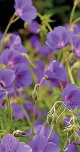 Flying colours - PressReader