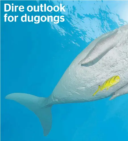 Dire outlook for dugongs - PressReader