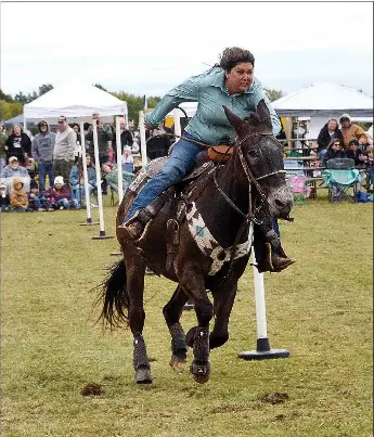 Small, medium, large mules jump, run, balk - PressReader