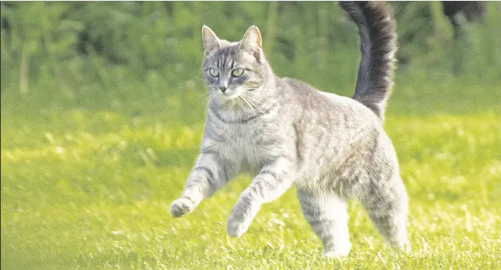 Tips to care for outdoor cats - PressReader