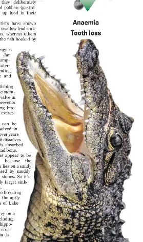 Lead fishing tackle is poisoning - PressReader