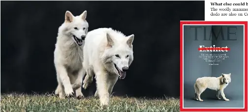 Cry wolf: dire resurrecti­on or mammoth reversal of loss? - PressReader