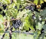 Presentan 9a edición de la Feria del Vino - PressReader