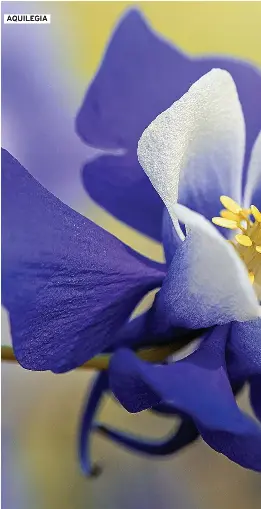 Blooming marvels - PressReader