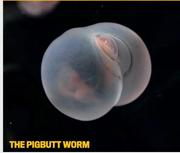 THE PIGBUTT WORM - PressReader