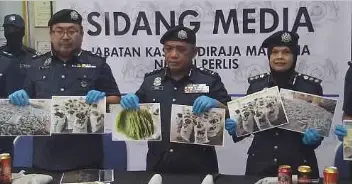 Ketum kita berkualiti tinggi - PressReader