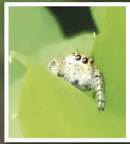 Engouement monstre pour des bibites - PressReader