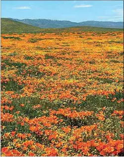 Yeah, it’s a superbloom – go see for yourself - PressReader