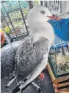 Injured gull rescued from attack - PressReader