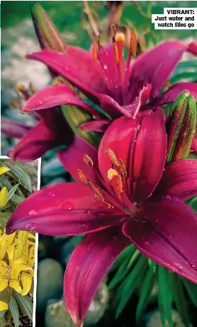 RISING STARS - PressReader