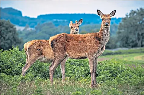 British deer could face the same fate as red squirrels from invasive ...