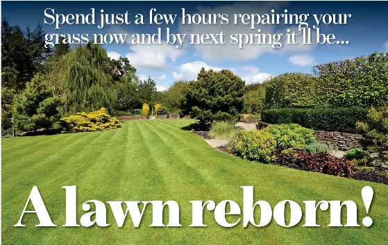 A lawn reborn! - PressReader