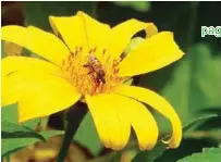 Know the common honey-producing bees in the Philippine­s in the second ...