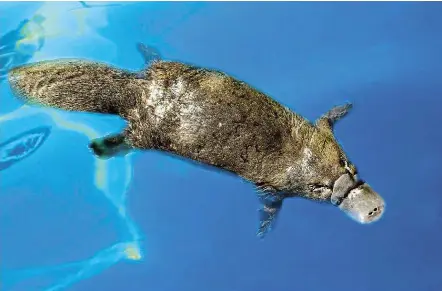 Platypus returns to Australia’s Royal National Park for first time in ...