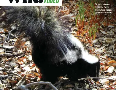 Skunks can lose their warning stripes - PressReader