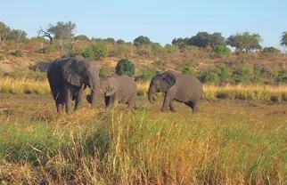 Cameia é uma reserva florestal - PressReader