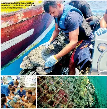 Marine turtles get a second chance while nets still pose risks ...
