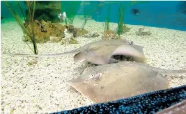 Fans wonder why stingray Charlotte still hasn’t given birth - PressReader