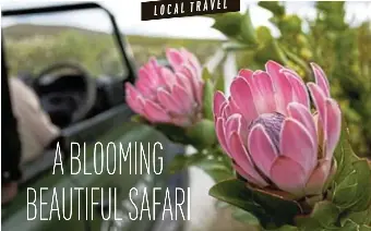 A BLOOMING BEAUTIFUL SAFARI - PressReader