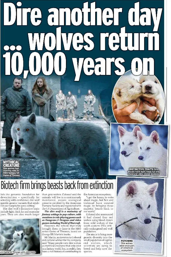 Dire another day ... wolves return 10,000 years on - PressReader