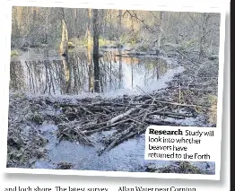 Are beavers back in the River Forth? - PressReader