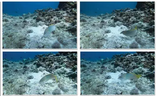 Three new sh species spotted using tools in the Laccadive Sea - PressReader