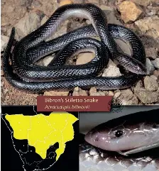 Small black snakes you should know - PressReader