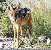 Roofdiere al hoe beter op dié plase bestuur - PressReader