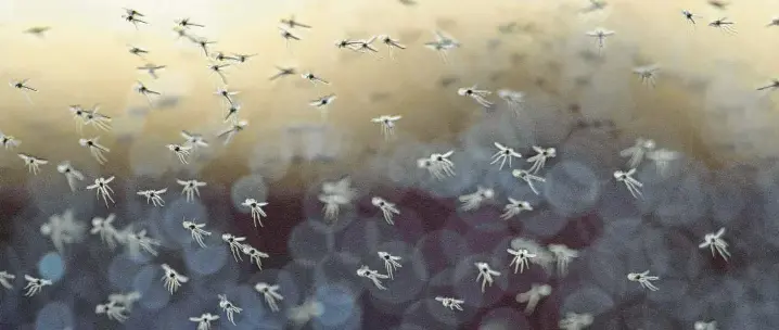 Der ewige Kampf gegen die Mücken - PressReader