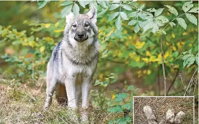 Ein Wolf in Meißen - PressReader