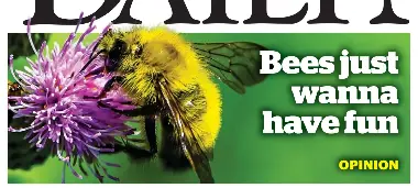 Bees just wanna have fun - PressReader