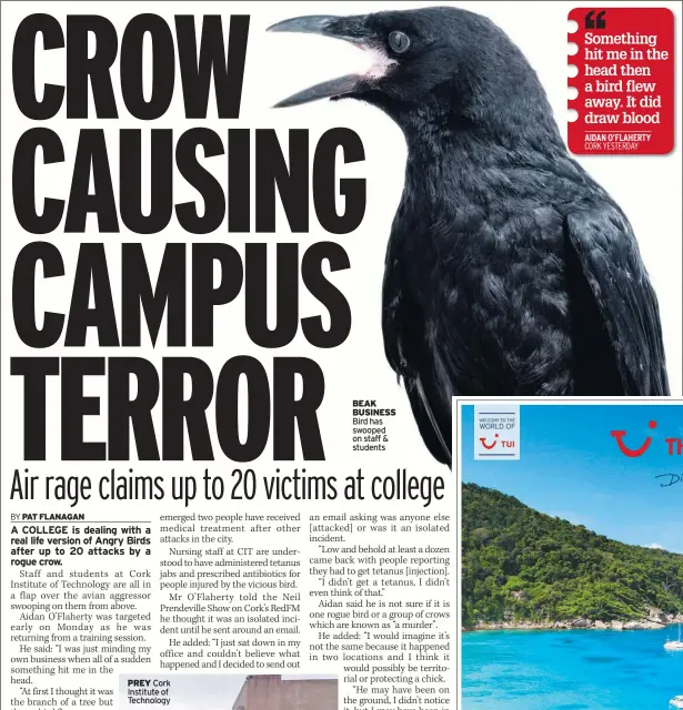 CROW CAUSING CAMPUS TERROR - PressReader