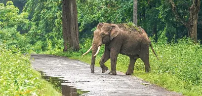 Wild encounters - PressReader