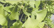 Gingko tree as unique as it is old - PressReader