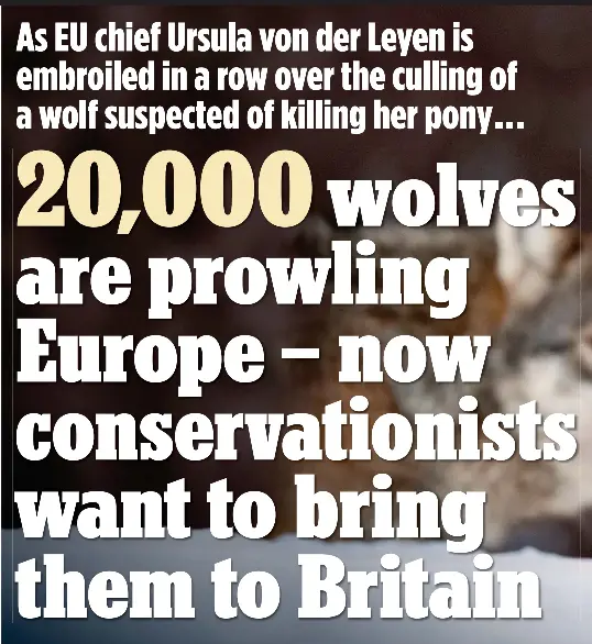 20,000 wolves are prowling Europe -- now conservati­onists want to bring them to Britain ...
