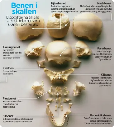 Vad finns i huvudet? - PressReader