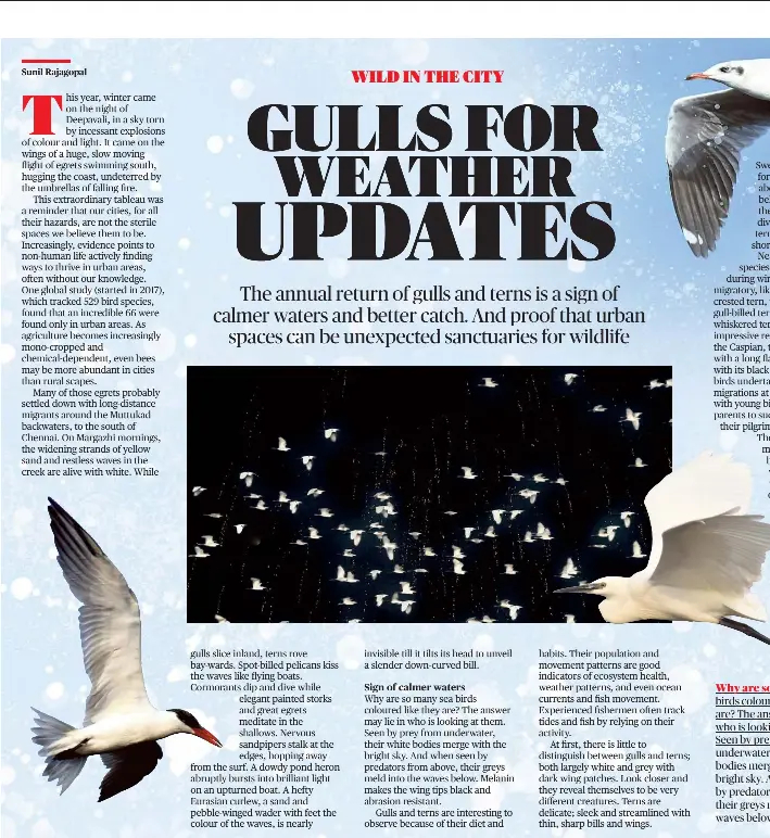 GREEN HUMOUR - PressReader