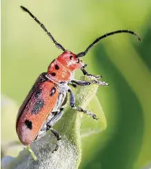 Yards crawling with these insects - PressReader