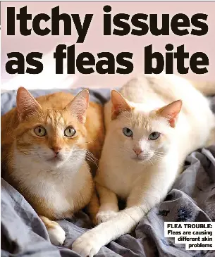 Itchy issues as fleas bite - PressReader