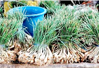 Importance of our indigenous veggies - PressReader