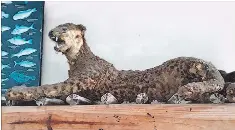 Embalsama y exhibe las especies marinas - PressReader