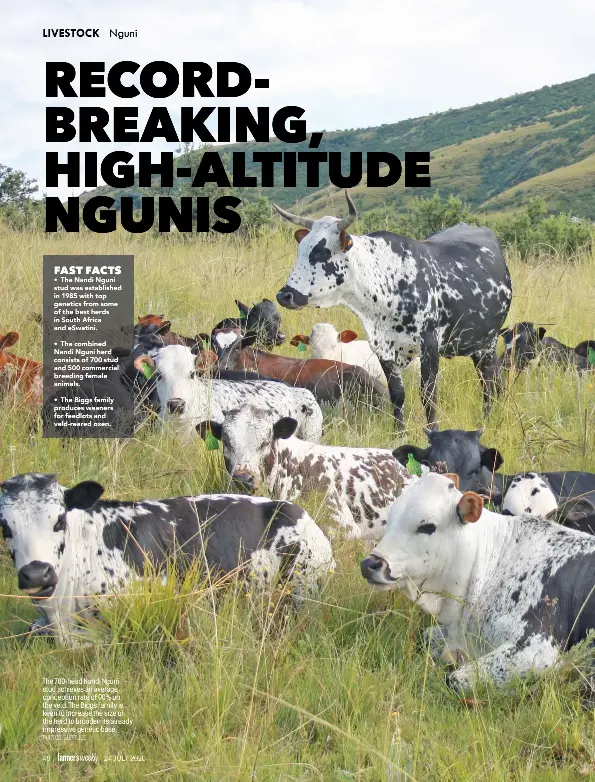 World-record Nguni breeder: ‘We can’t keep up with the demand ...