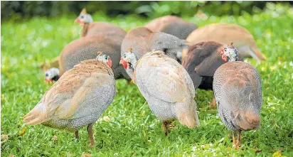 Feeling a bit henpecked as we fall fowl of feathered ‘friends ...