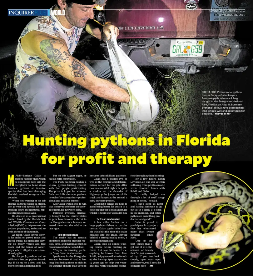 Hunting pythons in Florida for profit and therapy - PressReader