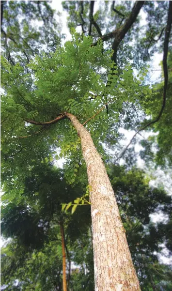 LANIPGA - PressReader