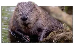 Farmers fear ruin as beavers wreck land and destroy crops - PressReader