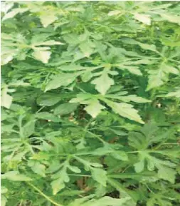 Lagikway - PressReader