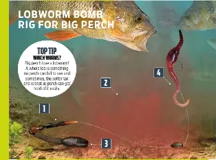 LOBWORM BOMB RIG FOR BIG PERCH - PressReader
